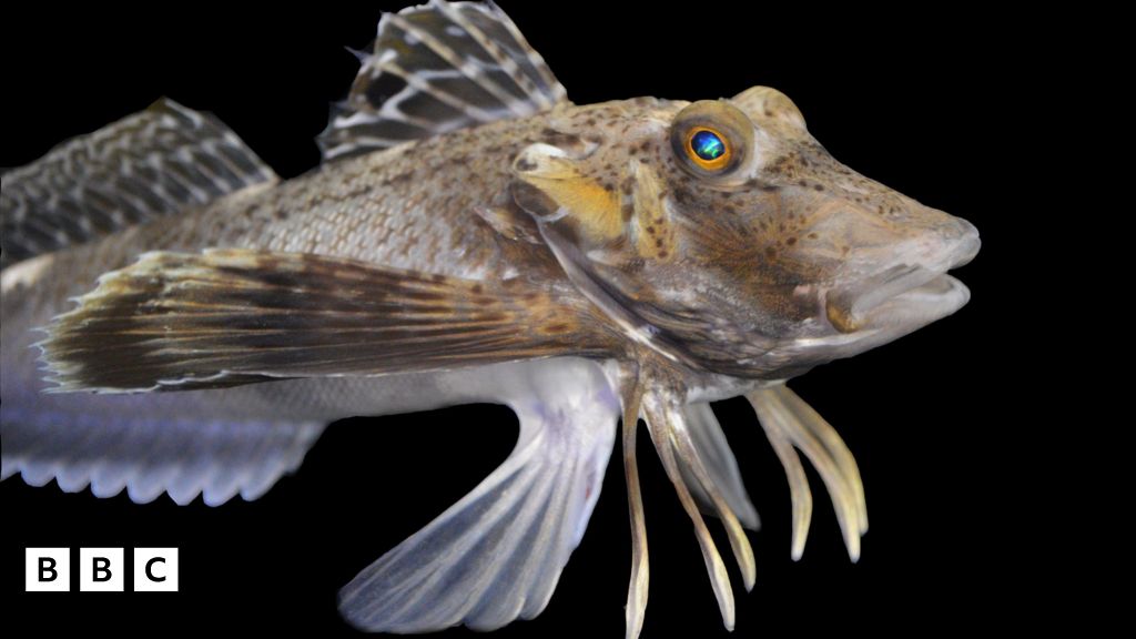 What does this walking fish reveal about evolution? - BBC Newsround