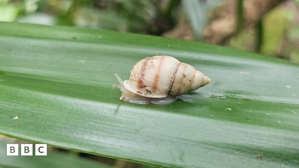 Tiny snail found born in the wild for first time in 40 years - BBC ...