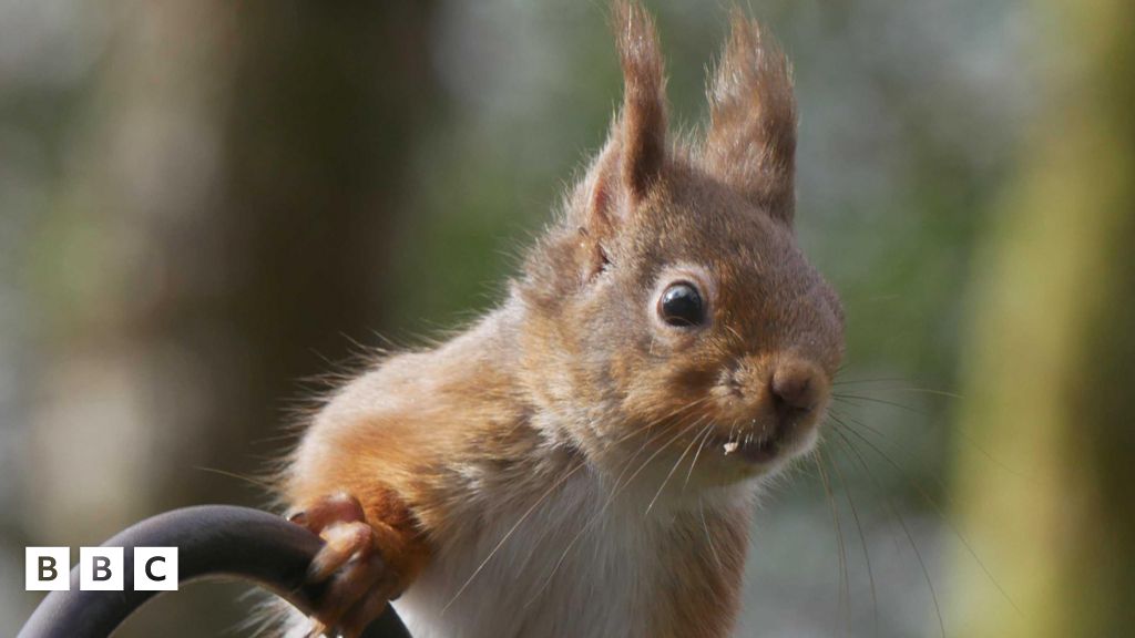 Red squirrel numbers boosted on Scotland's west coast - BBC Newsround