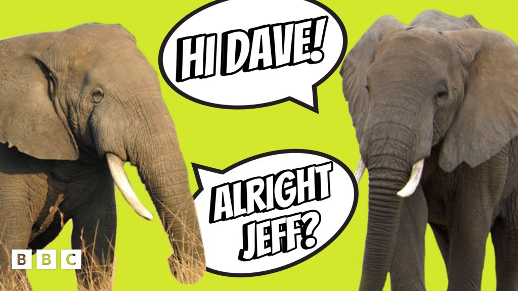 Elephants have names for each other, just like humans - BBC Newsround