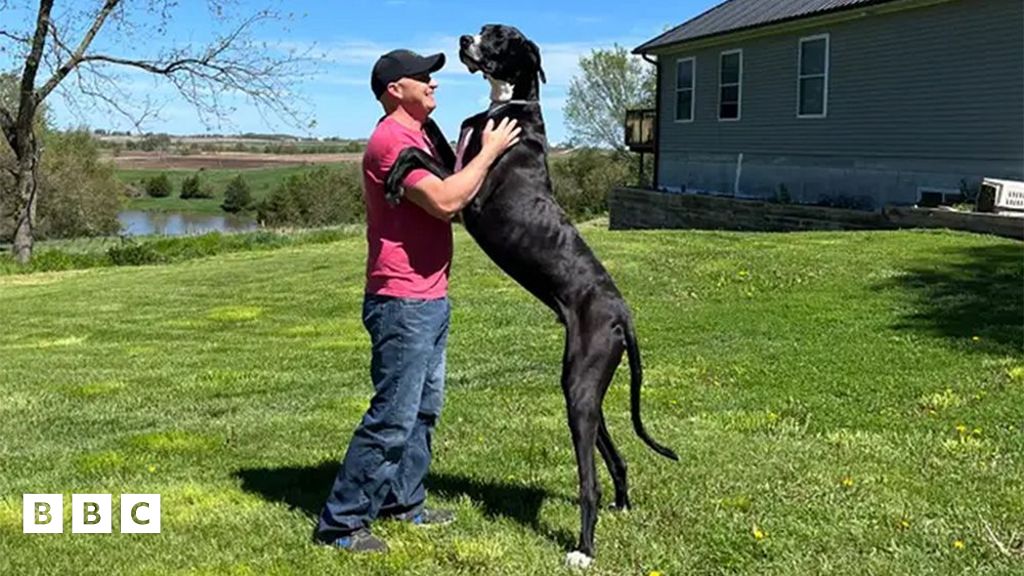 World's tallest dog: The Great Dane is smashing height records - BBC ...
