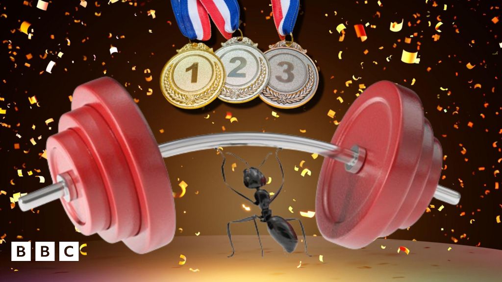 Olympic Games: Animal versus athlete - who would win? - BBC Newsround