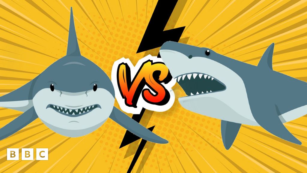Large sharks are hunting each other for food - BBC Newsround