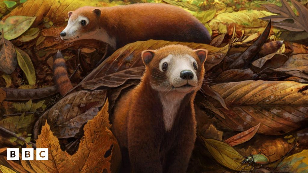 Fossils of small 65-million-year-old mammal related to cows found - BBC ...