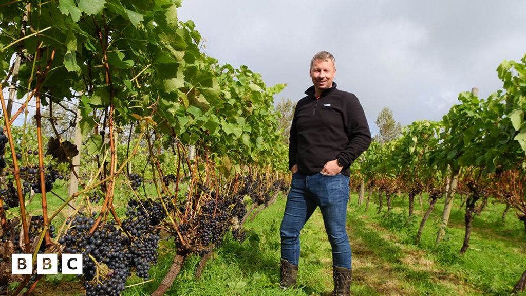 Y peiriannydd RAF sy'n creu gwin yn ei amser rhydd - BBC Cymru Fyw