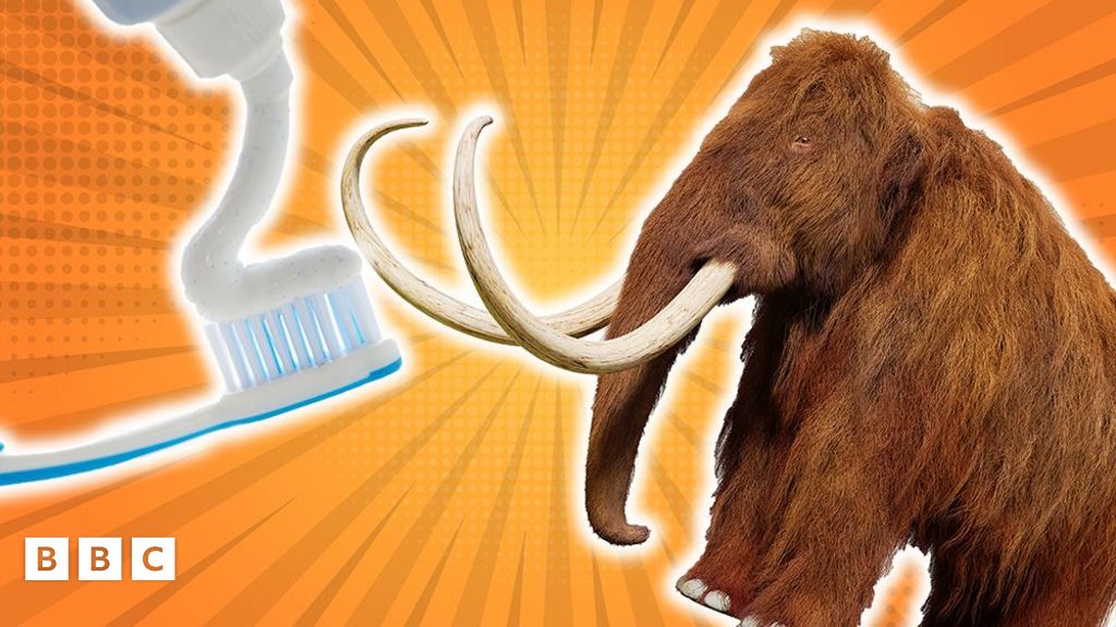 Mammoth tusk discovery: Experts in Leeds clean huge tooth - BBC Newsround