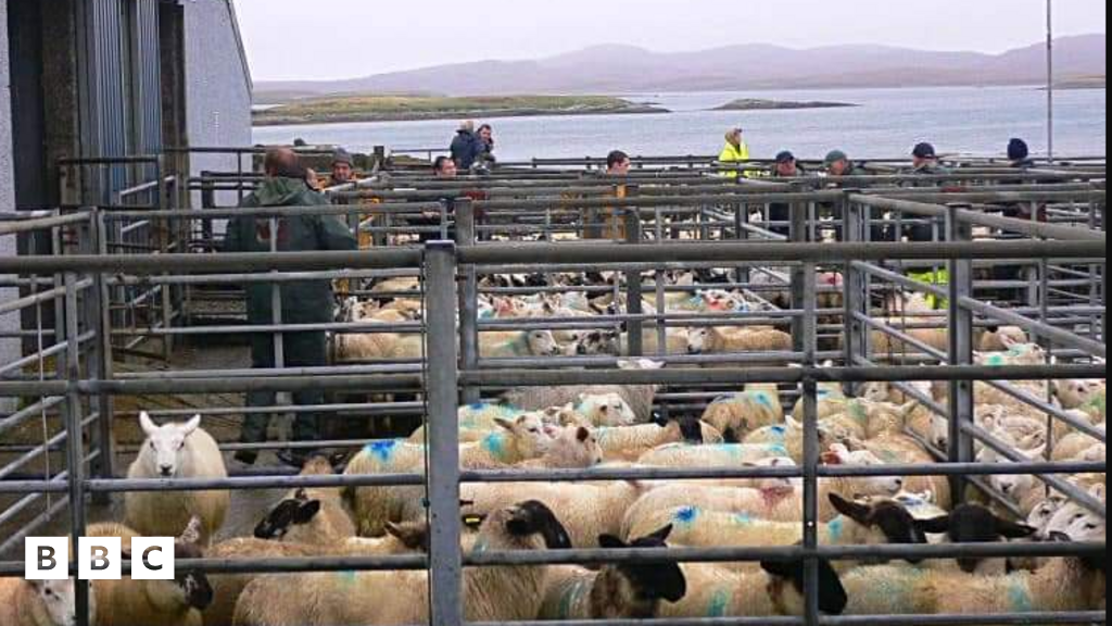 Sguiridh Dingwall and Highland Marts a chumail fhèilltean sprèidh an ...