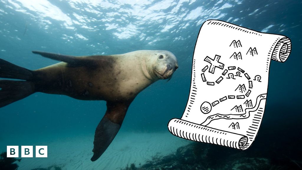 Meet the sea lions helping to map Australia's ocean sea bed - BBC Newsround