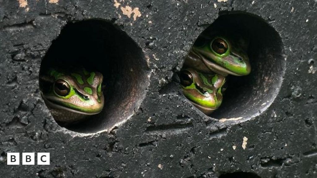 'Frog saunas': The idea helping frogs fight off fungus - BBC Newsround