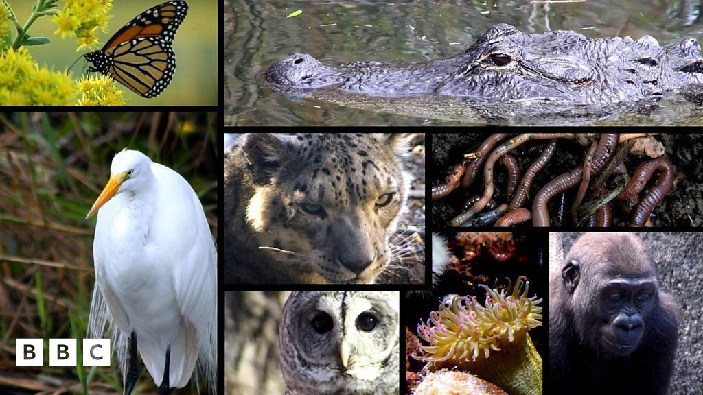 Big Question: How many animal species are there? - BBC Newsround