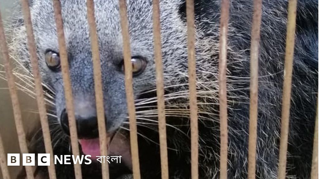 বাঁশ ভালুক: বিরল এই প্রাণী সম্পর্কে যা জানা যাচ্ছে - BBC News বাংলা