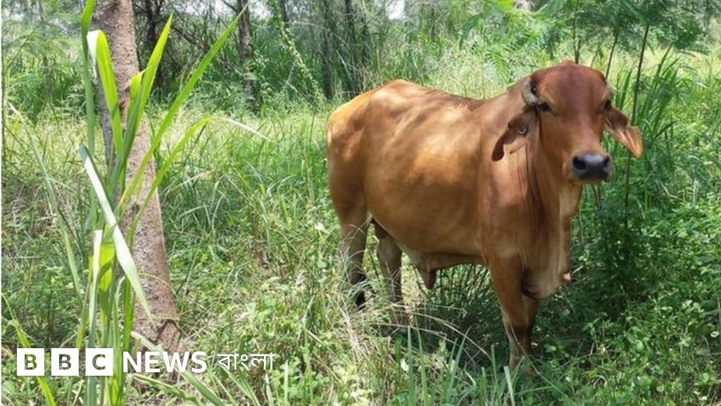 রহস্যে ঘেরা সিঙ্গাপুরের একমাত্র বুনো গরুটি মারা গেছে - BBC News বাংলা