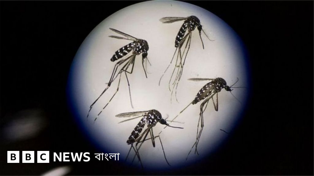 ডেঙ্গু: বদলে গেছে এডিস মশার আচরণ, দিন-রাতে কোন পার্থক্য নেই - BBC News ...