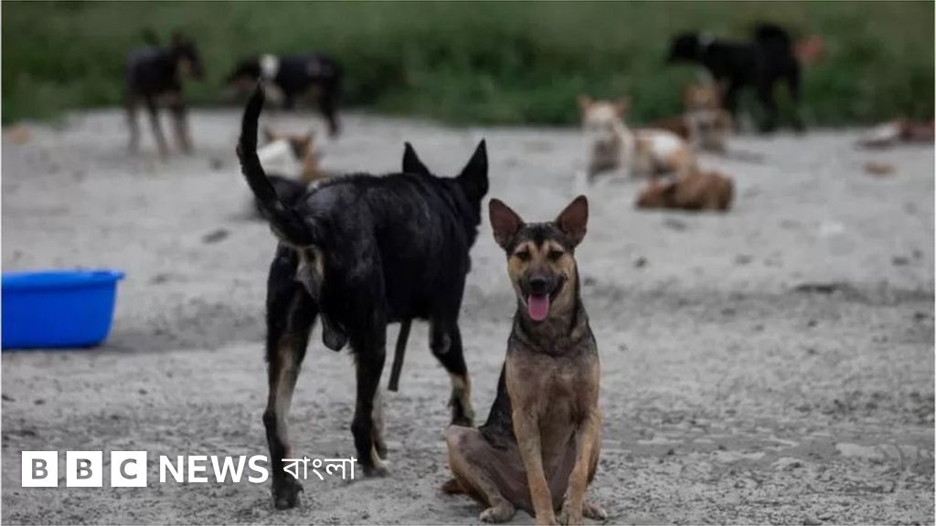 কুকুরের কামড়ে বাংলাদেশে প্রতিবছর আহত হয় দু'লাখেরও বেশি মানুষ - BBC ...