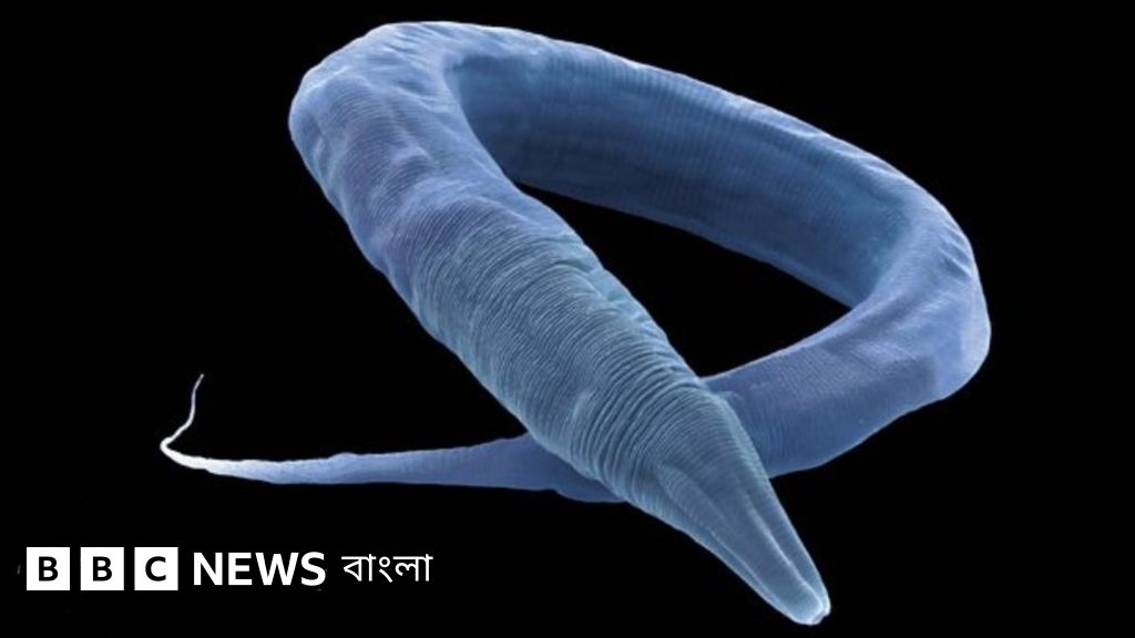 ইতিহাসের সাক্ষী: একটি পোকা দিয়ে কীভাবে জানা গিয়েছিল মানব দেহকোষের ...