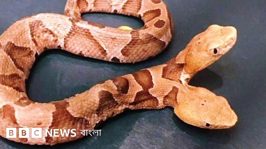 যুক্তরাষ্ট্রে বাড়ির বাগানে পাওয়া গেল দু'মাথাওয়ালা সাপ - BBC News বাংলা