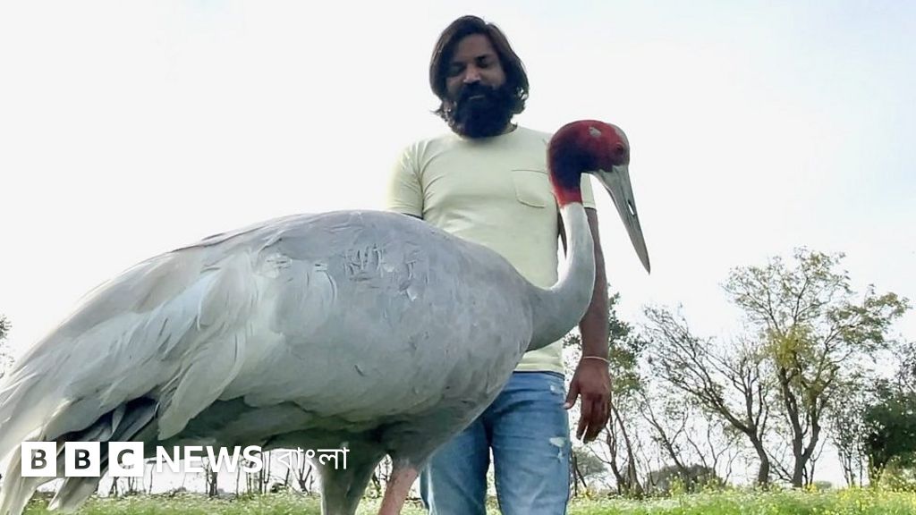 সারস: প্রাণের বন্ধু সেই পাখিকে হারালেন মোহম্মদ আরিফ - BBC News বাংলা