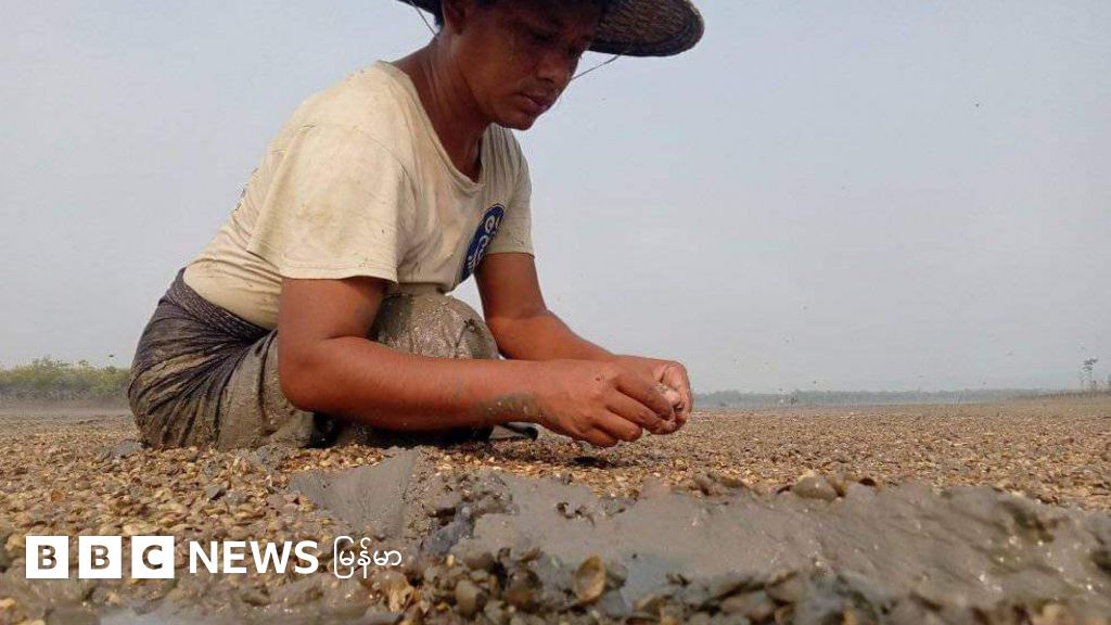 ကျောက်ဖြူအထူးစီးပွားရေးဇုန်နဲ့ ၅ မိုင်ခန့်အကွာမှာ ခုံး ဂုံး ကောင်ရေအမ