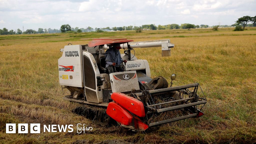 မိုးစပါး အချိန်မီ ရိတ်ဖို့ တောင်သူတွေ အခက်ကြုံ Bbc News မြန်မာ