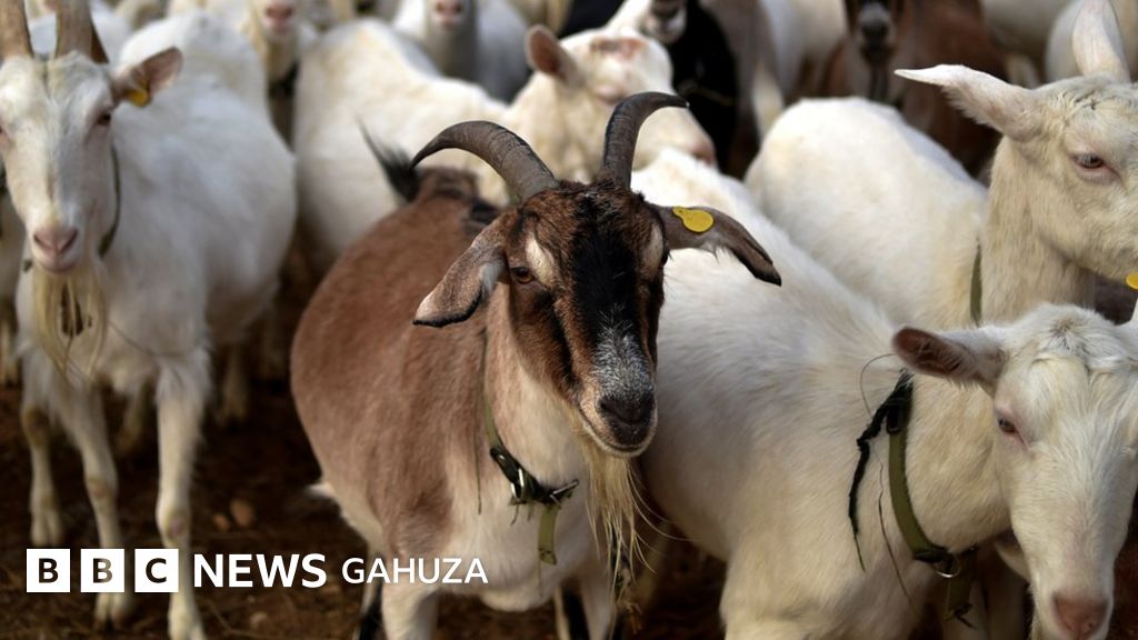 Impene zo muri Uganda zatumye izishika 4000 mu Burundi zipfa - BBC News ...