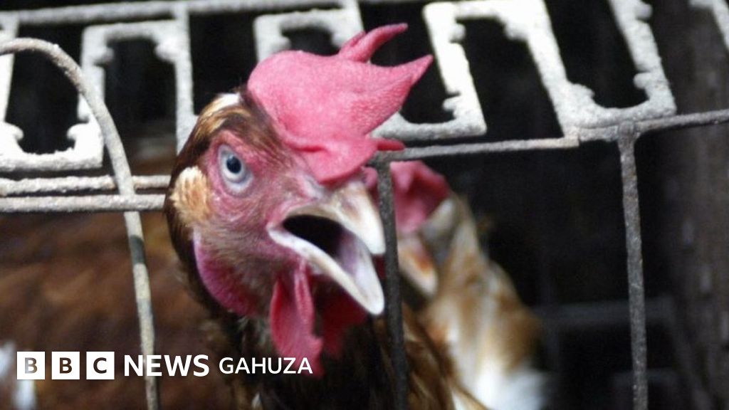 Kenya: integuro nshasha y’indero yateje ibibazo inyuma y’aho abana ...