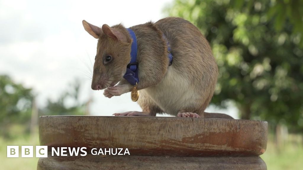 Magawa, imbeba imoterwa na 'mine' yatsindiye umudari w'inzahabu wa PDSA ...