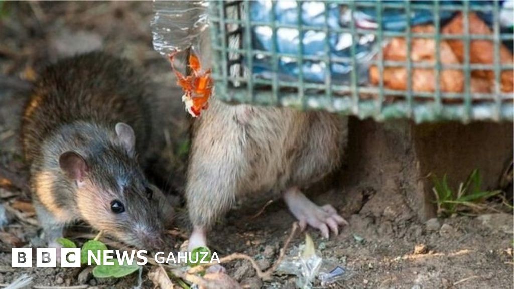 Ingwara itegwa n'imbeba yateye New York City - BBC News Gahuza