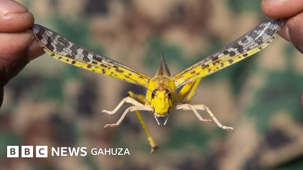 Inzige zasubiye gutera mu buseruko bwa Uganda - BBC News Gahuza