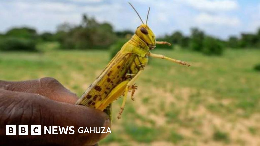 FAO iragabisha ko hagiye kuba igitero c'inzige mw'ihembe rya Africa ...