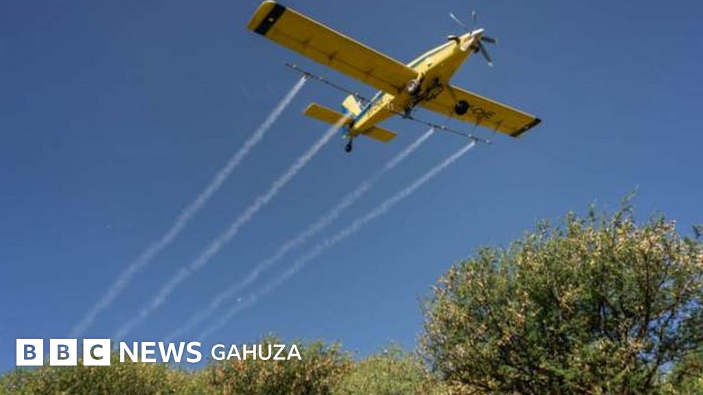 Ethiopia yakajije urugamba rwo kurwanya inzige mu bihingwa - BBC News ...