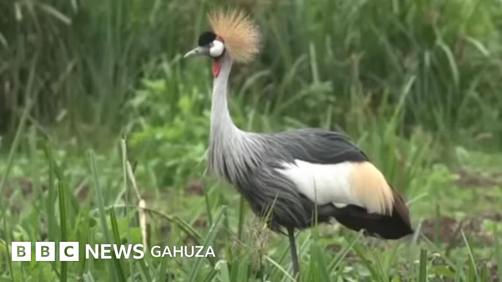 Imisambi yarahonye mu Burundi- Umushakashatsi - BBC News Gahuza