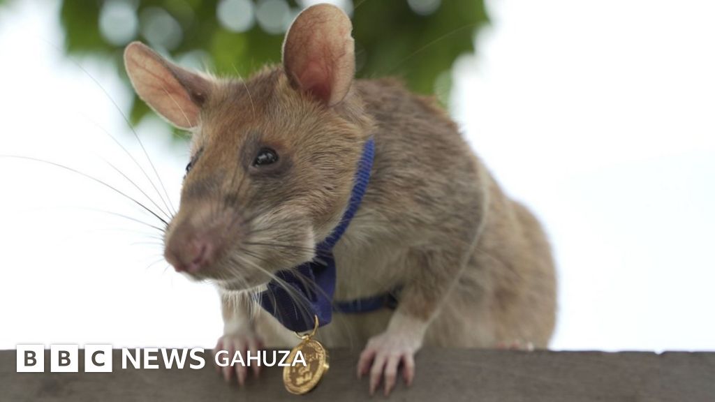 Magawa, intwari mu kumenya ahari ibisasu vya mine, yapfuye ku myaka ...