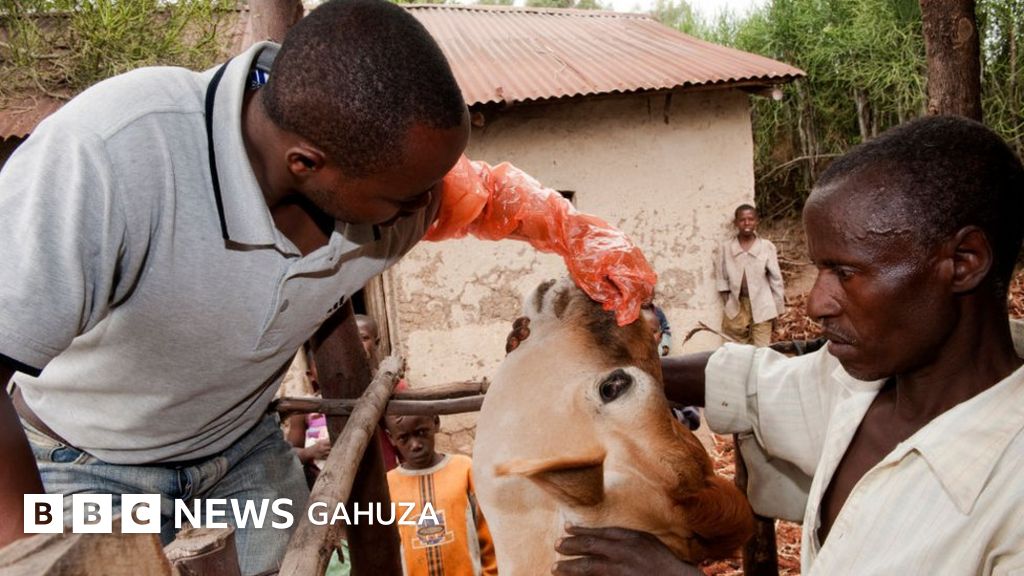 Rwanda, indwara ikomeye y'"ubuganga" yibasiye uturere dutatu - BBC News ...