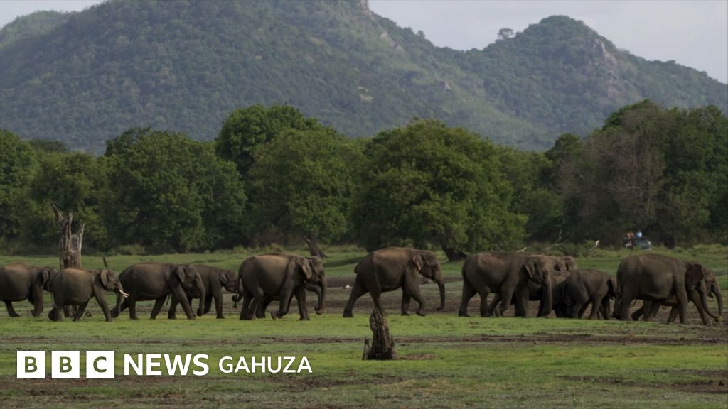 Ihuriro ridasanzwe ry’inzovu -kw’isi- ryasubiriye - BBC News Gahuza