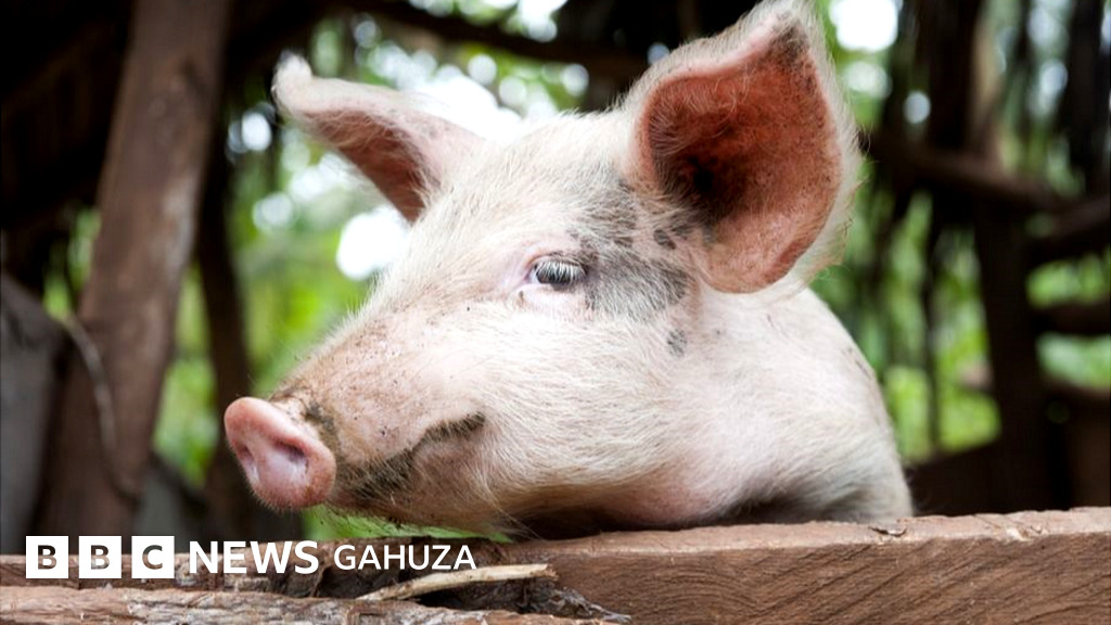 Uganda: Ikigo cy'ubuziranenge cyasanze imiti ya HIV mu nyama ariko ...