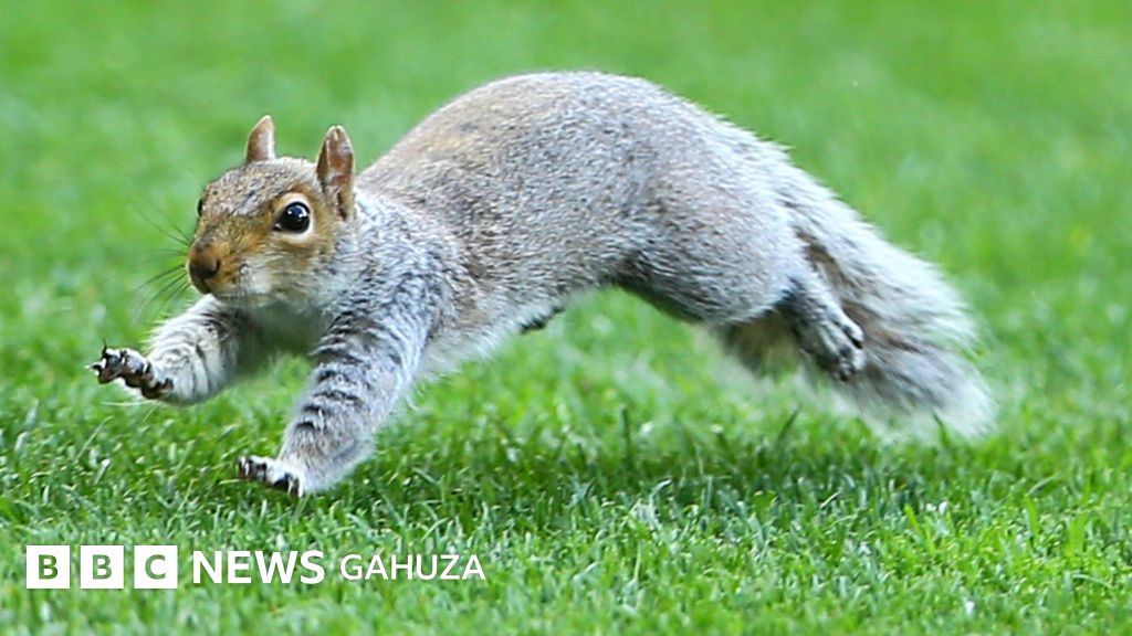 Benin - Footaball: Guhindura izina ikava ku Inkima ikitwa 'Cheetahs ...