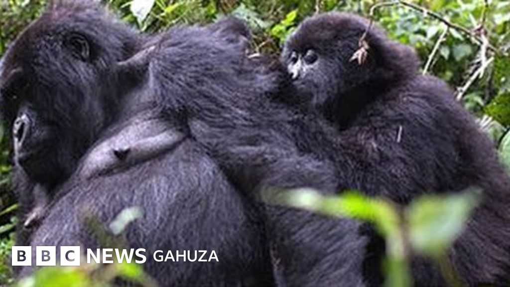 Arsenal igiye gukorana n'u Rwanda mu vy'ubukerarugendo - BBC News Gahuza