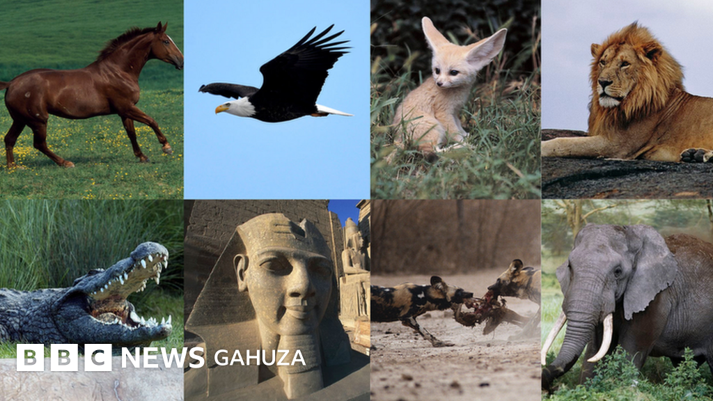 AFCON 2021: Kumva neza amazina y'ibisimba yitiriwe amakipe y'ibihugu ...