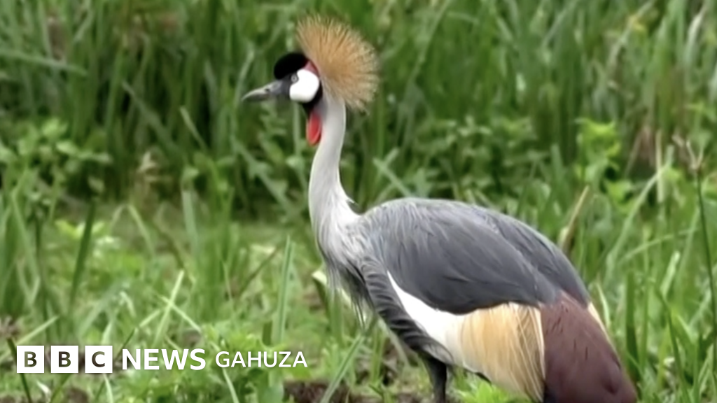 Inyoni icafye kw’ibendera ya Uganda iri k’umushiro hose muri Afrika ...