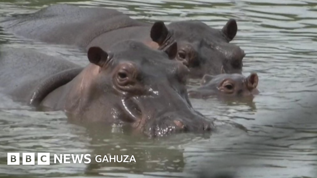 Ukwimura imvubu za Escobar bizotwara ama miliyoni $ - BBC News Gahuza