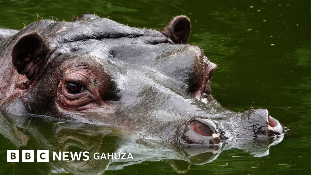 Belgium: imvubu ziri mw'iyororero bazisanzemwo Covid - BBC News Gahuza