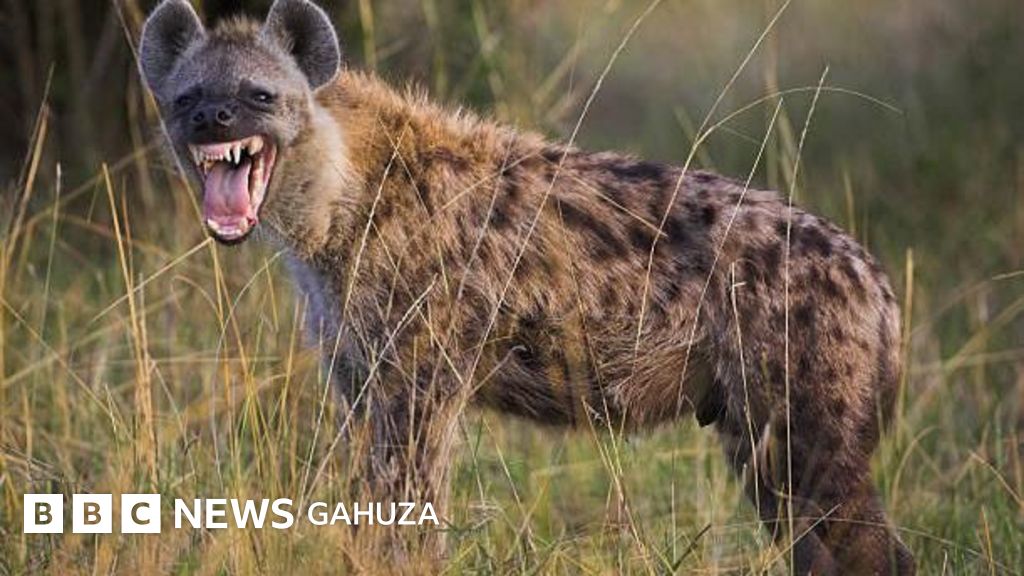 Ethiopia: Barimo kwica impyisi nyuma y’uko zikabije kwibasira abantu ...