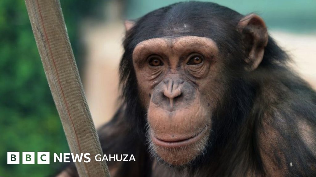 Inkoto zikoresha udukoko mu kwivura ibikomere no kuvura izindi nguge ...