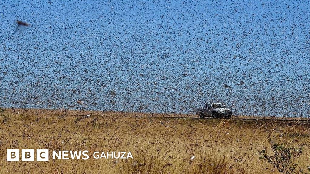 Afrika y’epfo : Uko leta ifasha abarimyi kurwanya inzige - BBC News Gahuza