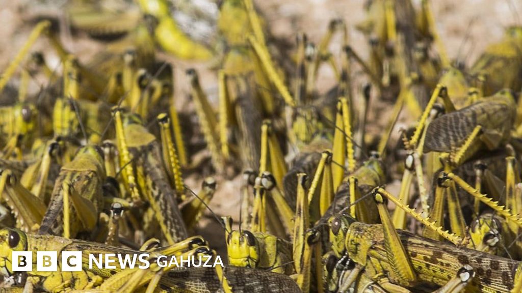 Inzige zishobora kubangamira inkino z'igikombe c'isi mu Burusiya - BBC ...