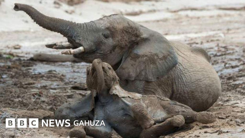 Namibia: Camunara y'inzovu 170 kubera uruzuba - BBC News Gahuza
