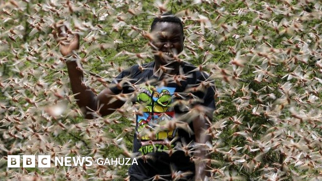 Inzige ziharugwa mu miliyaridi zigendera hamwe ari nyinshi muri Afrika ...