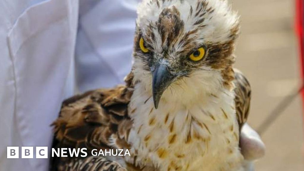 Ya nyoni idasanzwe yageze muri Kenya ivuye muri Finland yapfuye - BBC ...