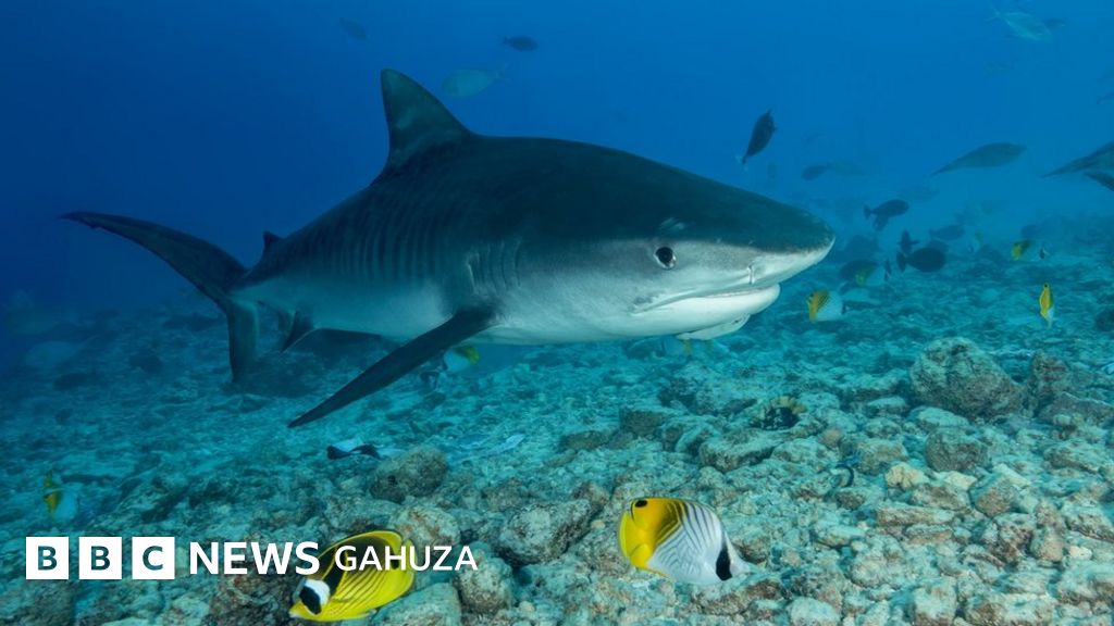 Ikiganza n'impeta y'abubatse vy'umukerarugendo babisanze mu nda y'ifi ...