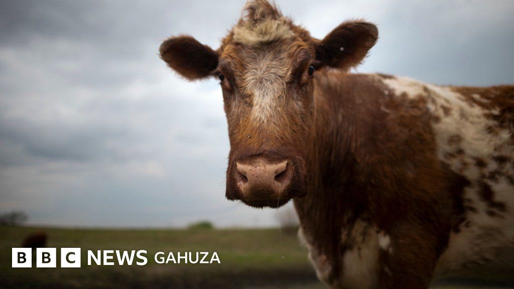 US: Leta ya Nebraska yatangaje umunsi wo kurya inyama mu guhangana na ...